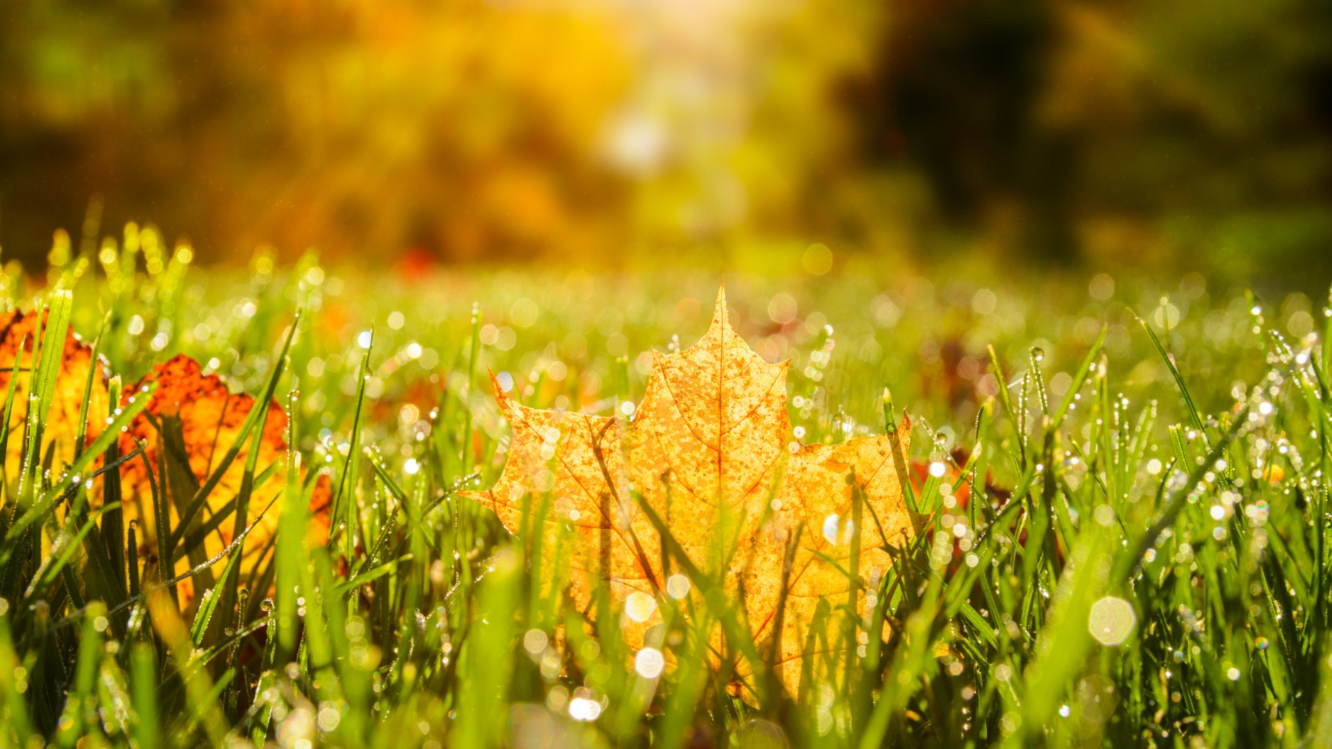 Winterizing Sprinkler and Irrigation System | 8 Days a Week