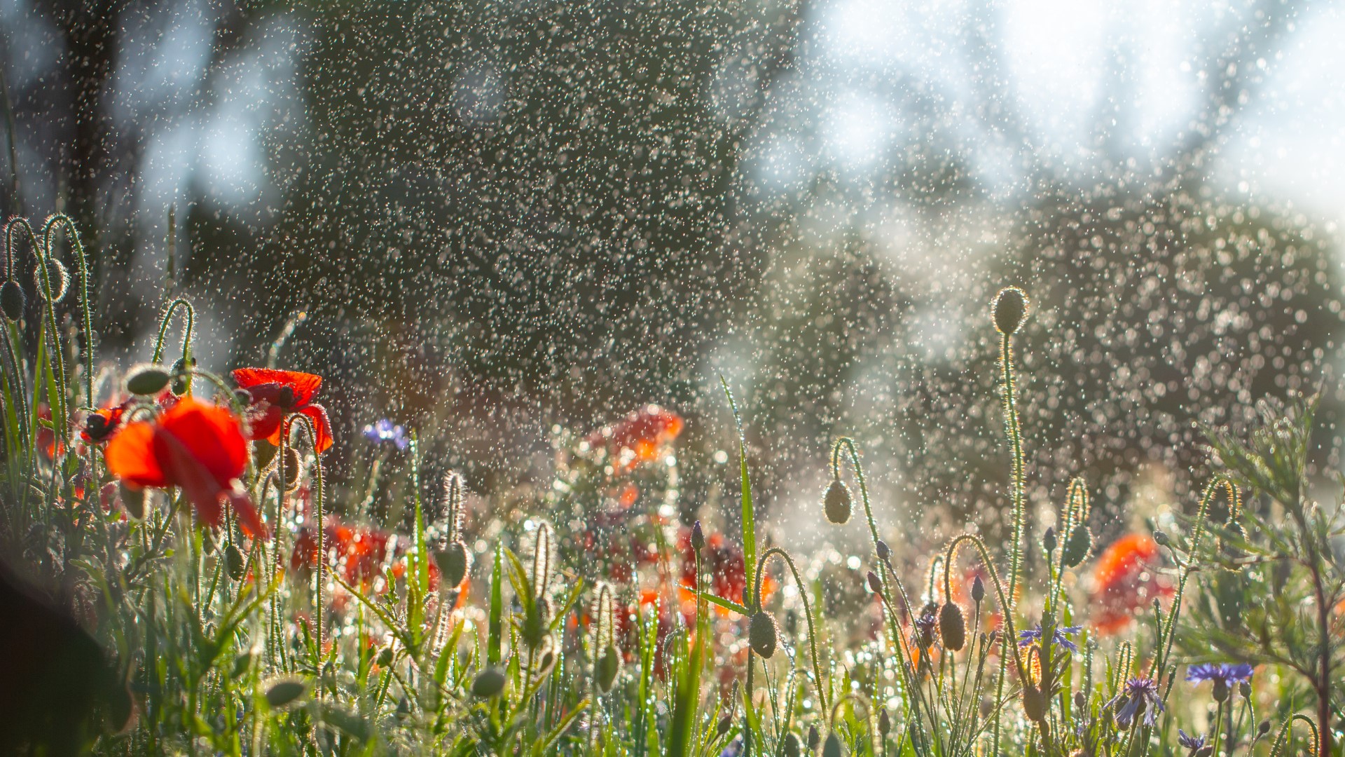 Mid-Season Inspections & Repairs of Lawn Sprinkler Irrigation Systems ...